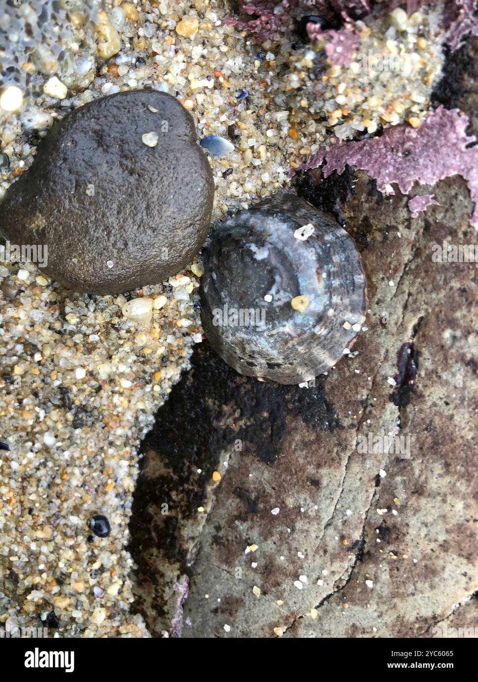 Lottiid Limpets and Allies (Lottioidea) Mollusca Stock Photo - Alamy