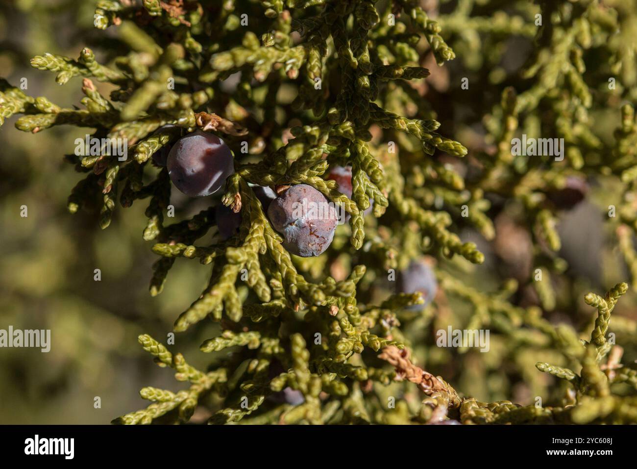 One-seed Juniper (Juniperus monosperma) Plantae Stock Photo - Alamy