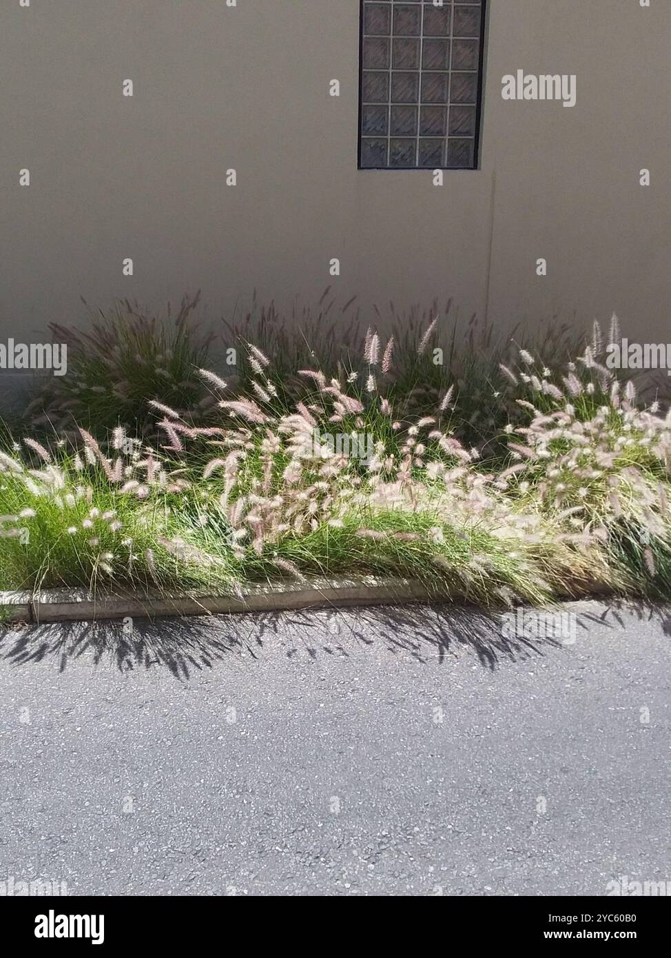 Fountain Grass (Cenchrus setaceus) Plantae Stock Photo - Alamy