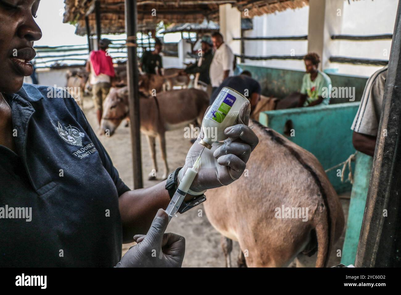 A veterinary doctor attends to a sick donkey at the Donkey Sanctuary ...