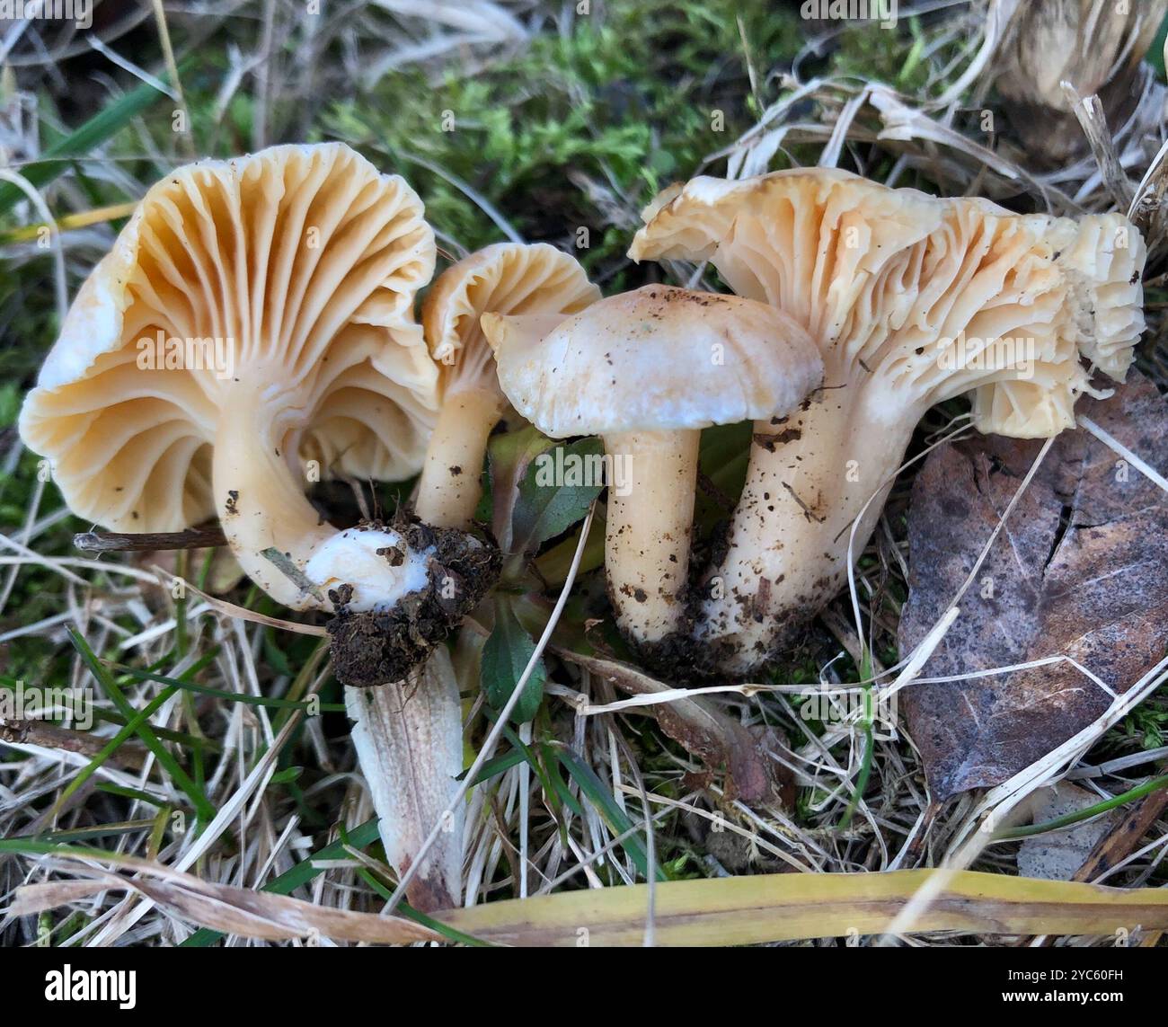 Meadow Waxcap (Cuphophyllus pratensis) Fungi Stock Photo - Alamy