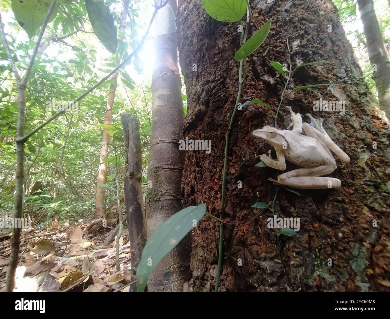 Western Tree Frog (Polypedates occidentalis) Amphibia Stock Photo - Alamy