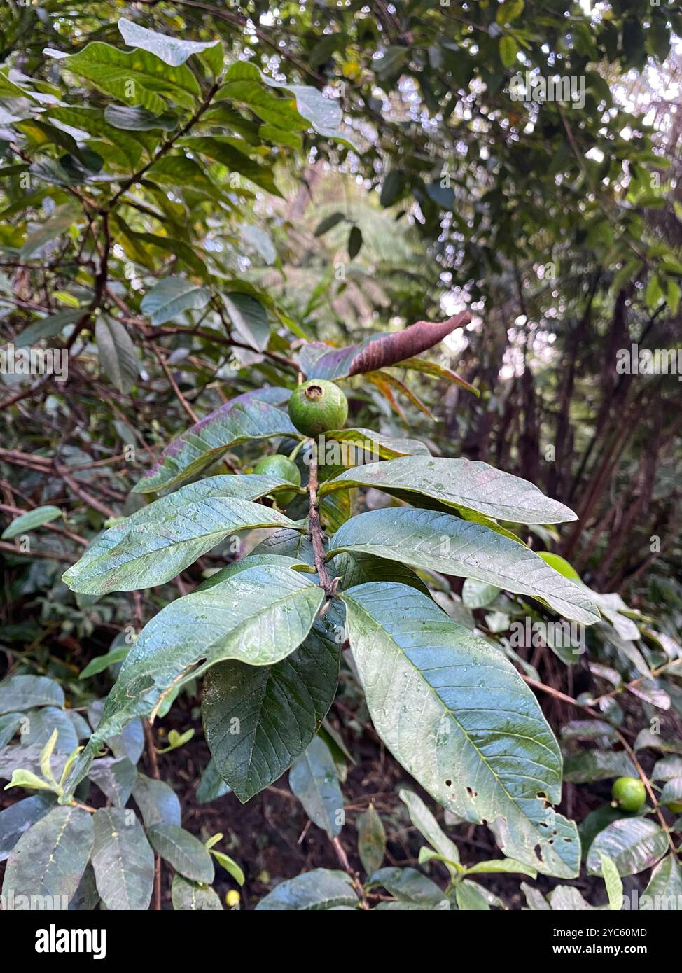 Common guava (Psidium guajava) Plantae Stock Photo - Alamy