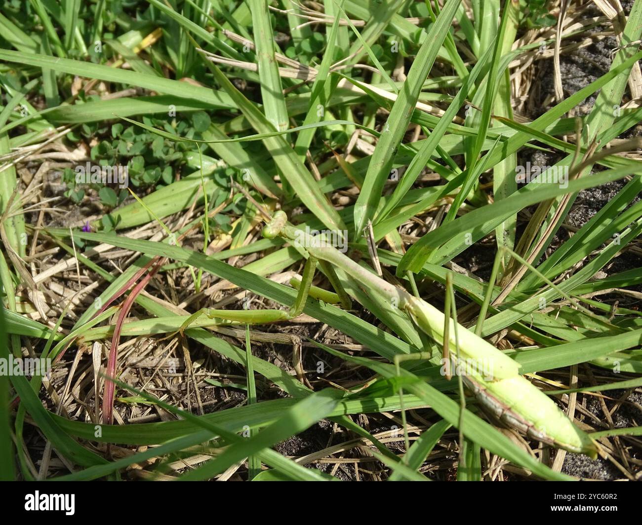 Larger Florida Mantis (Stagmomantis floridensis) Insecta Stock Photo ...