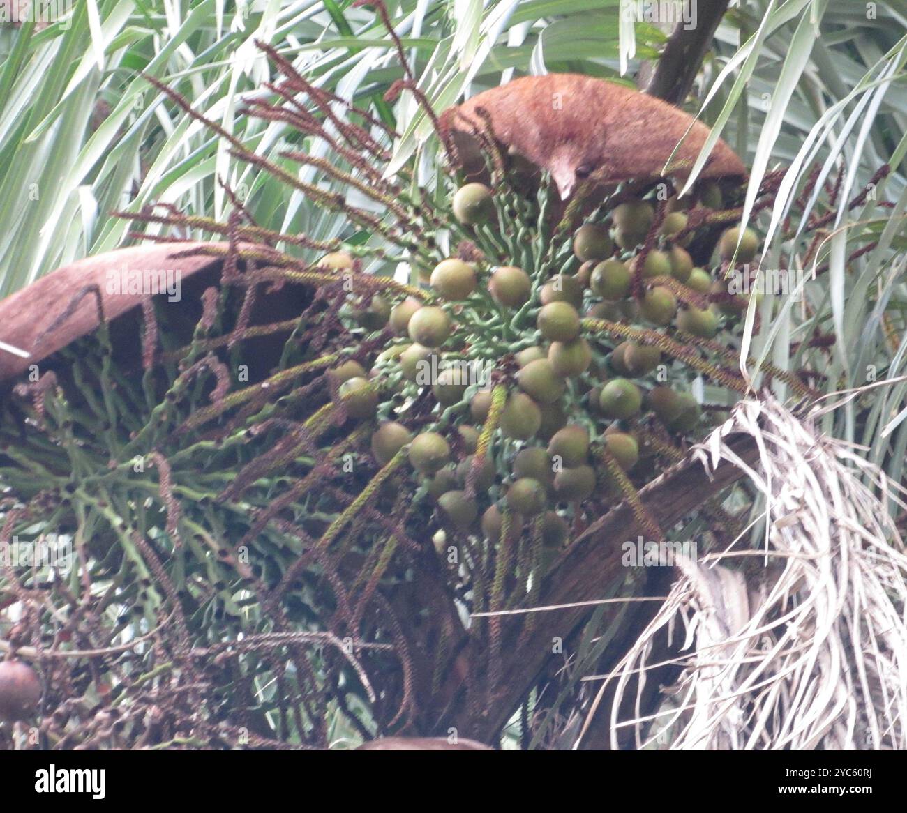 Macaw palm (Acrocomia aculeata) Plantae Stock Photo - Alamy