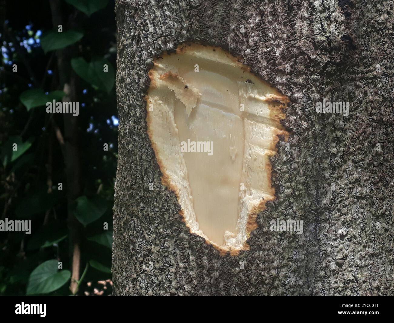 Ocotea puberula hi-res stock photography and images - Alamy