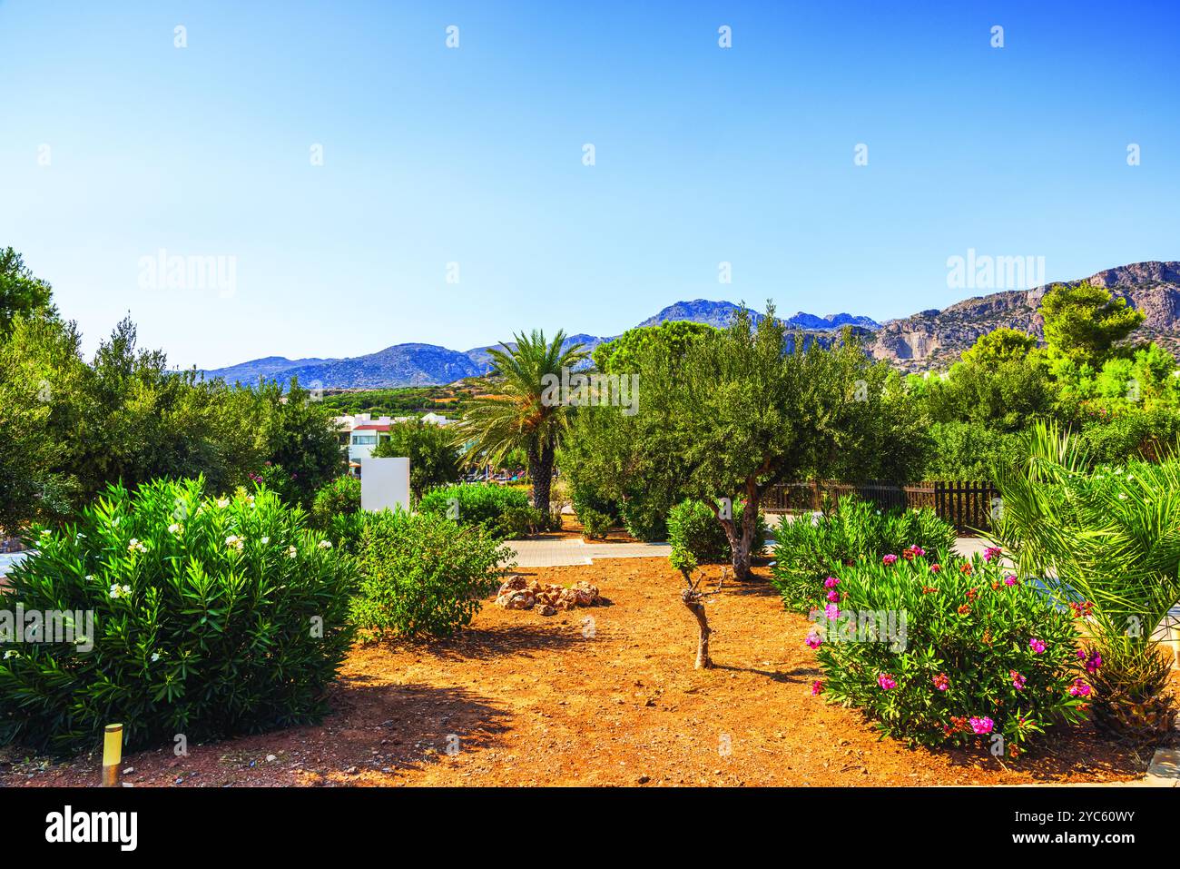 Garden with flowering bushes, palm trees, and olive trees in front of ...