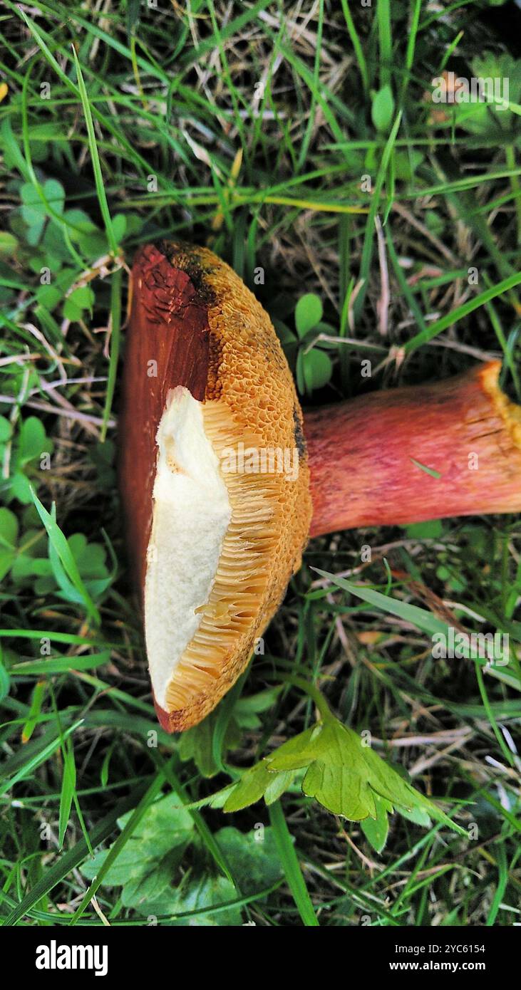 boletes (Boletaceae) Fungi Stock Photo - Alamy