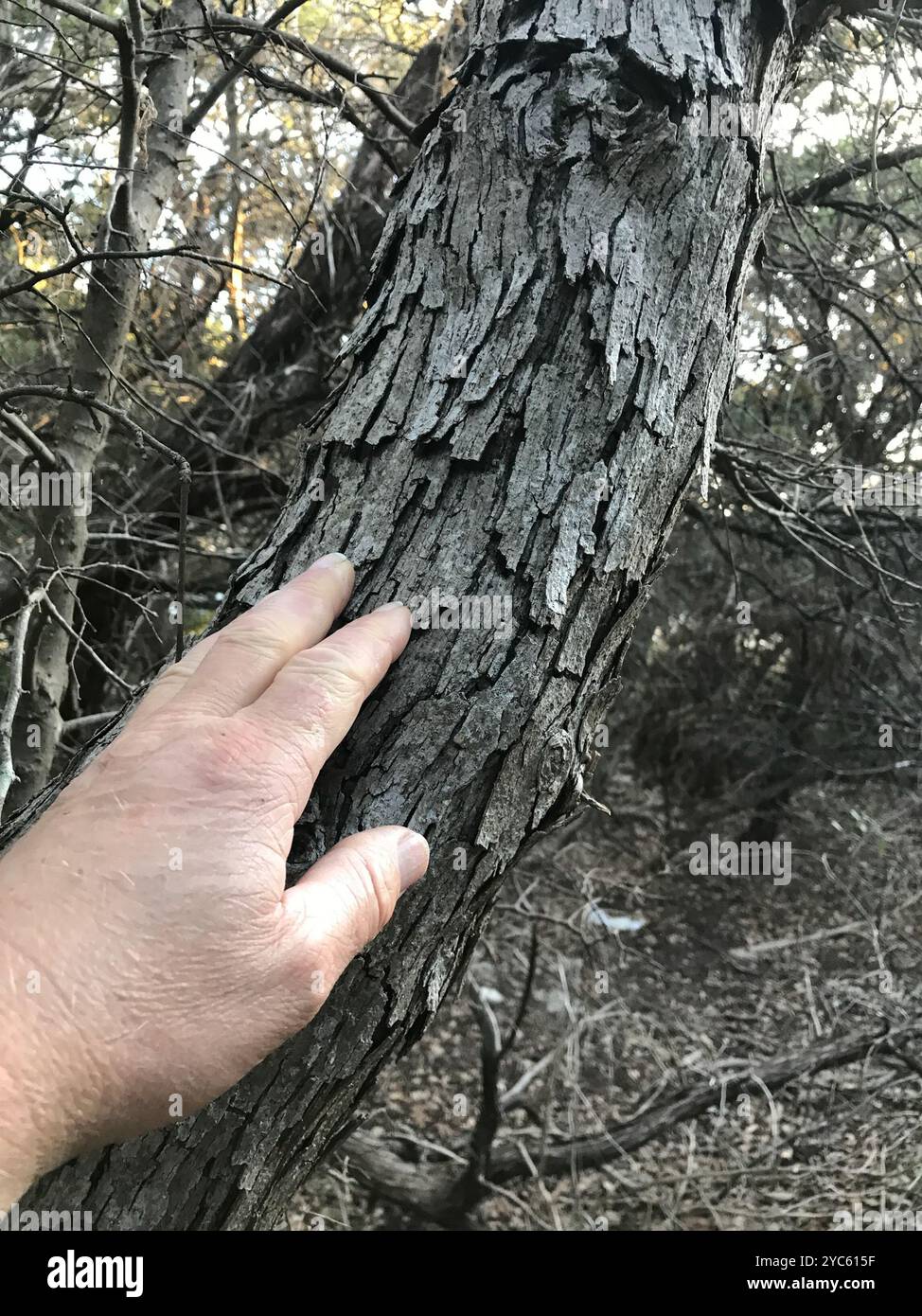 White Shin Oak (Quercus sinuata breviloba) Plantae Stock Photo - Alamy