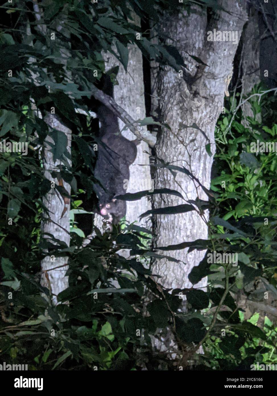 Short-eared Brush-tailed Possum (Trichosurus caninus) Mammalia Stock ...