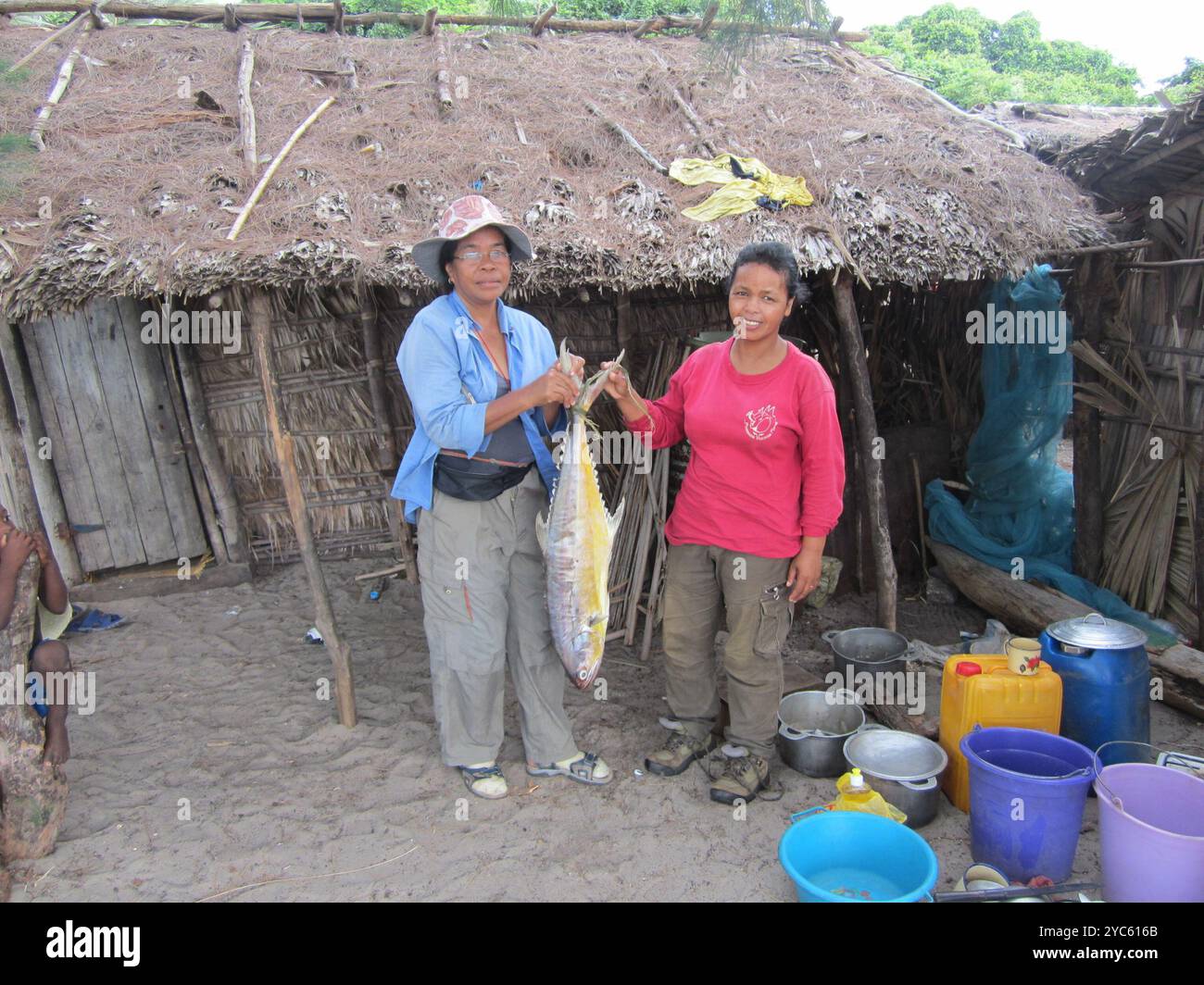 Giant Queenfish (Scomberoides commersonnianus) Actinopterygii Stock ...