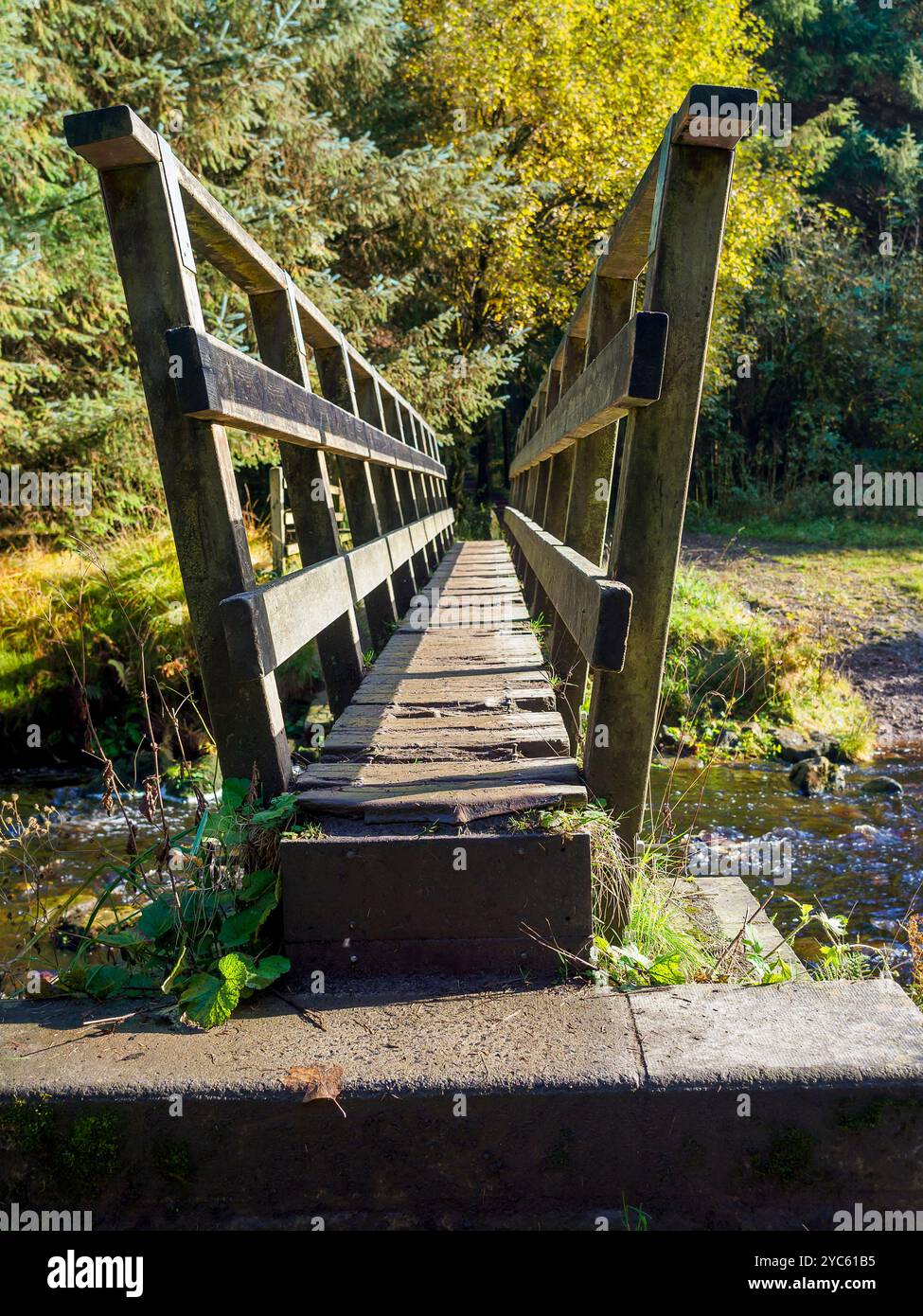 Narrow wooden bridge crossing a tranquil forest stream, bathed in ...