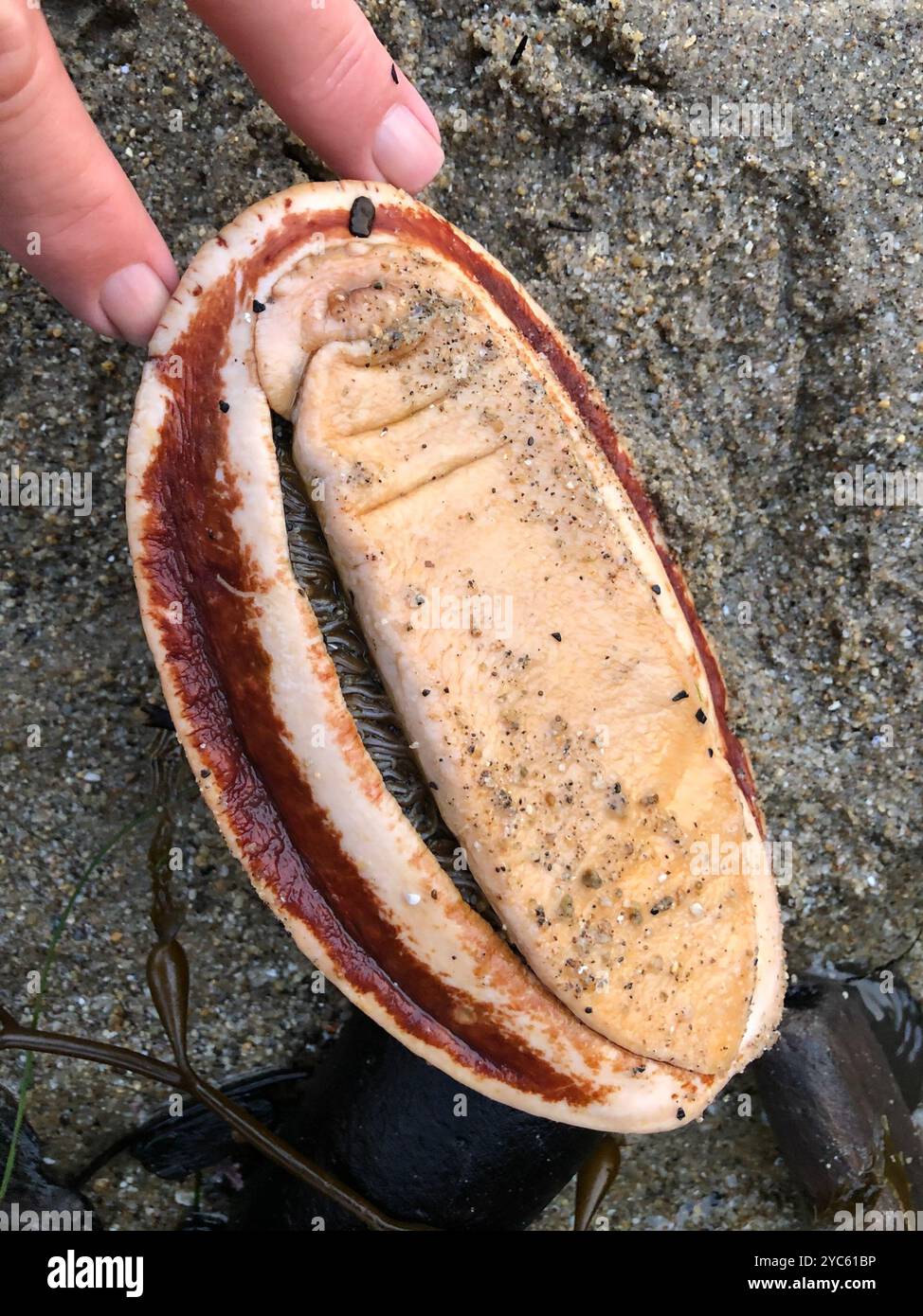 Gumboot Chiton (Cryptochiton stelleri) Mollusca Stock Photo - Alamy