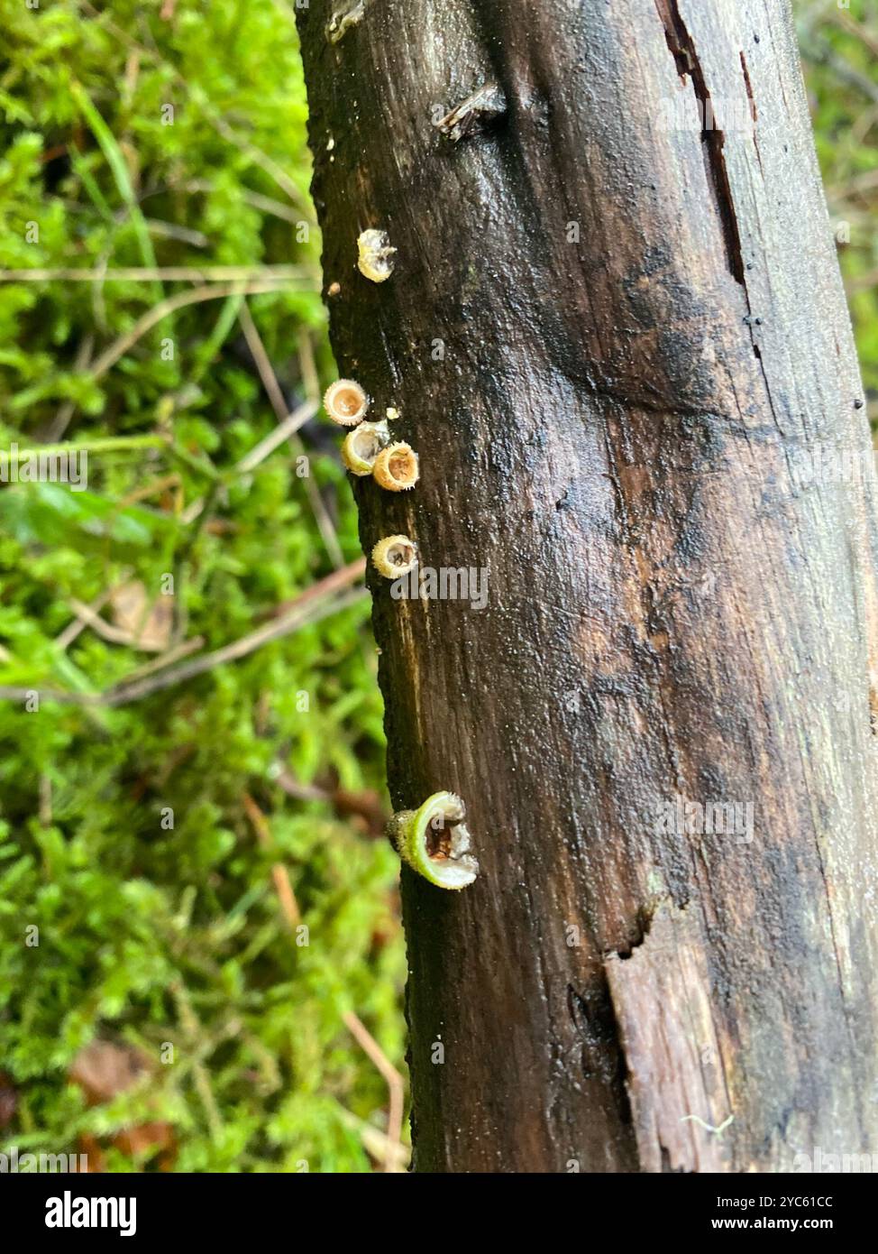 woolly bird's nest fungus (Nidula niveotomentosa) Fungi Stock Photo - Alamy