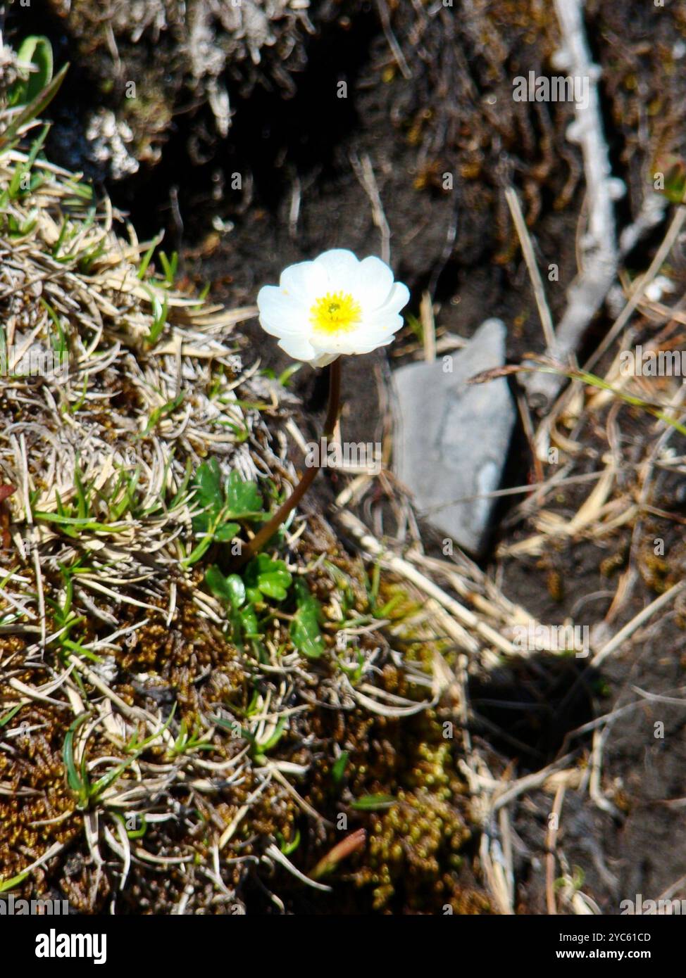 Alpine Crowfoot (Ranunculus alpestris) Plantae Stock Photo - Alamy