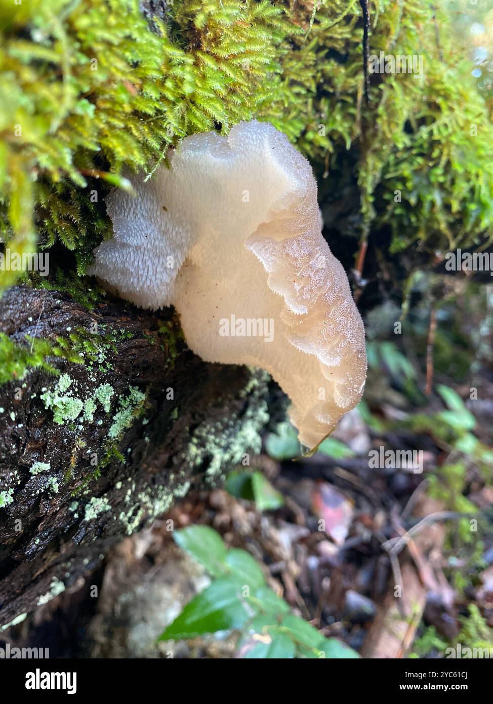 Toothed Jelly Fungus (Pseudohydnum gelatinosum) Fungi Stock Photo - Alamy