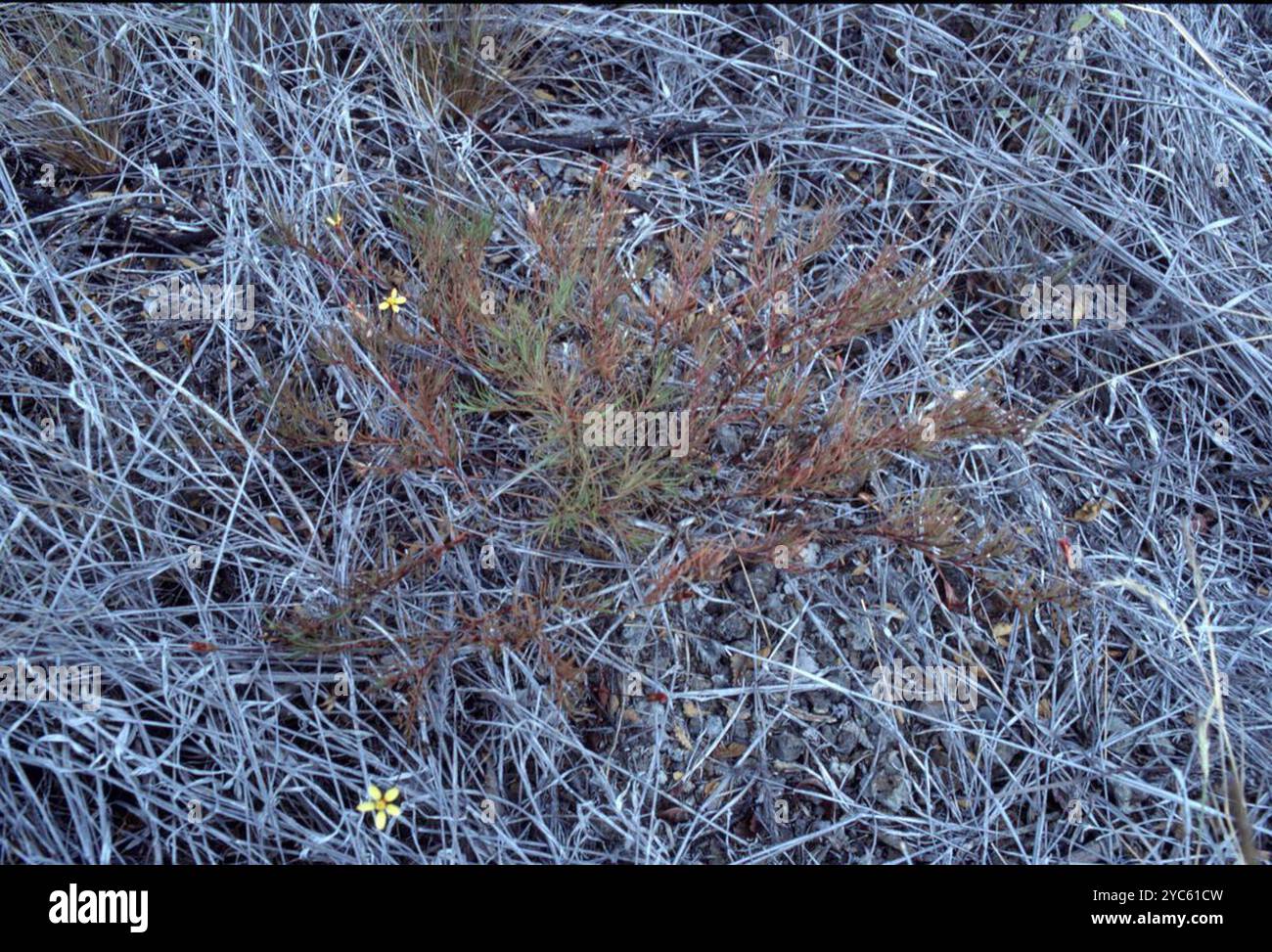 (Pectis tenuifolia) Plantae Stock Photo - Alamy