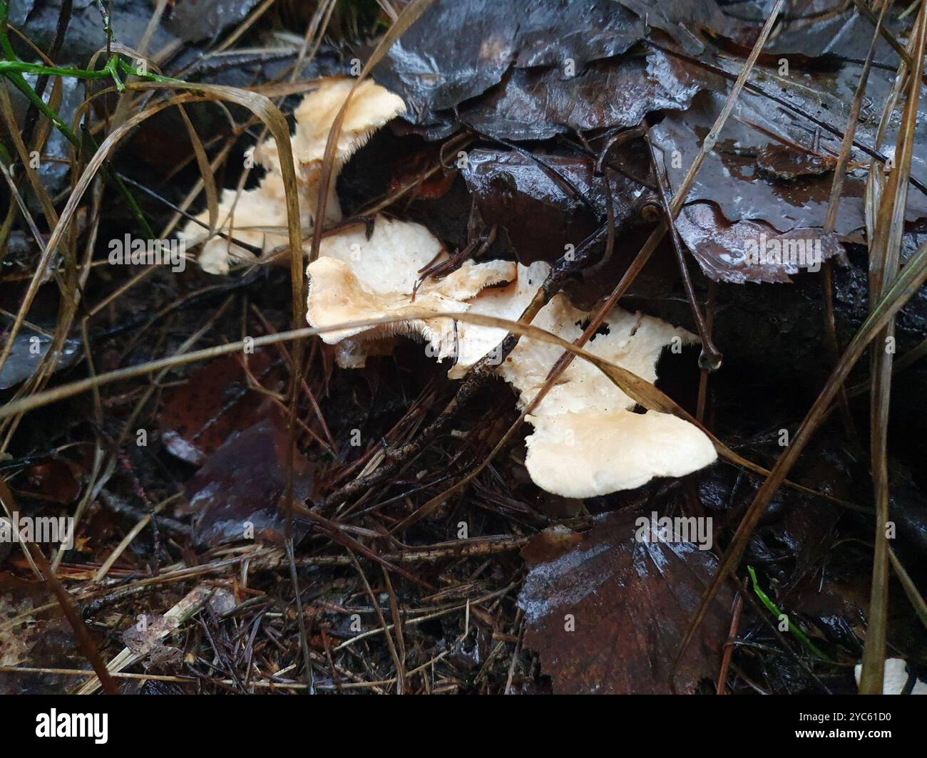 Wood Hedgehog (Hydnum repandum) Fungi Stock Photo - Alamy