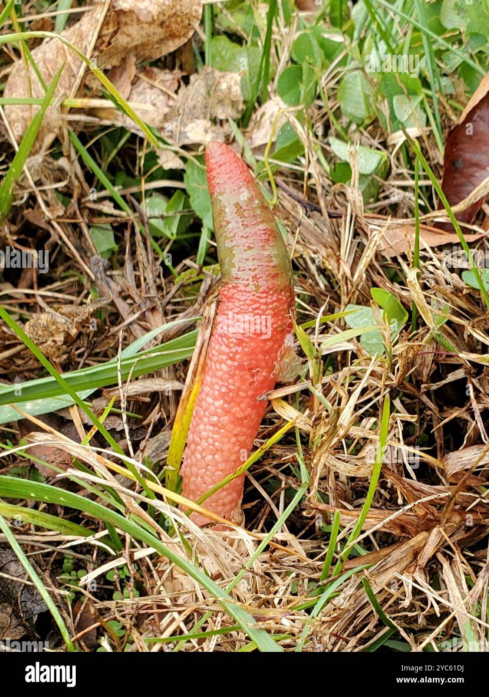 devil's dipstick (Mutinus elegans) Fungi Stock Photo - Alamy