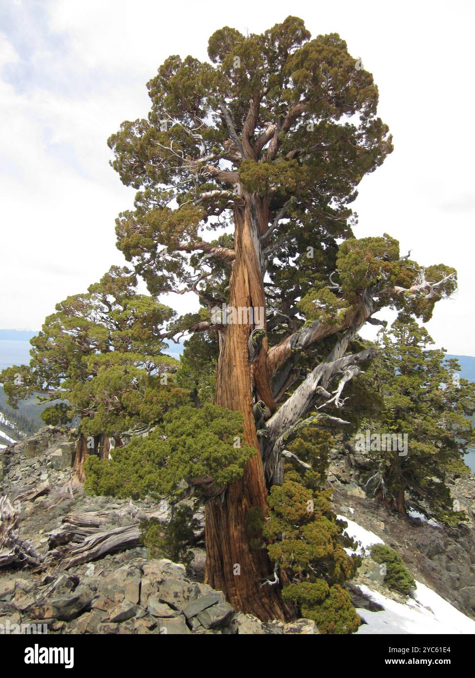 Sierra juniper (Juniperus grandis) Plantae Stock Photo - Alamy