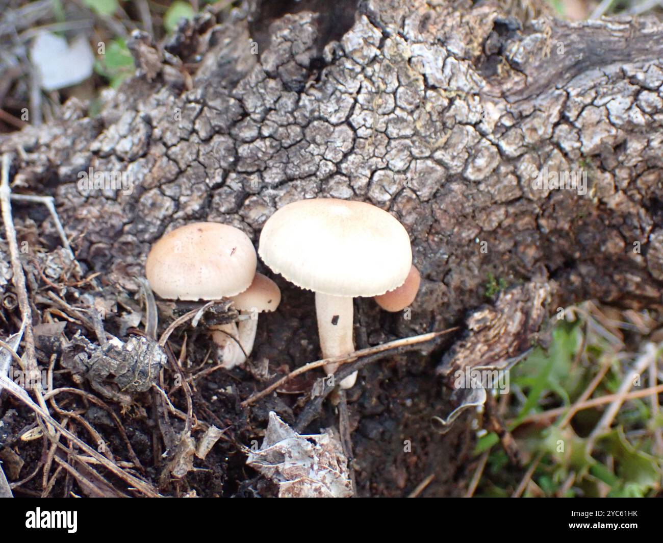 Pale Brittlestem (Candolleomyces candolleanus) Fungi Stock Photo - Alamy