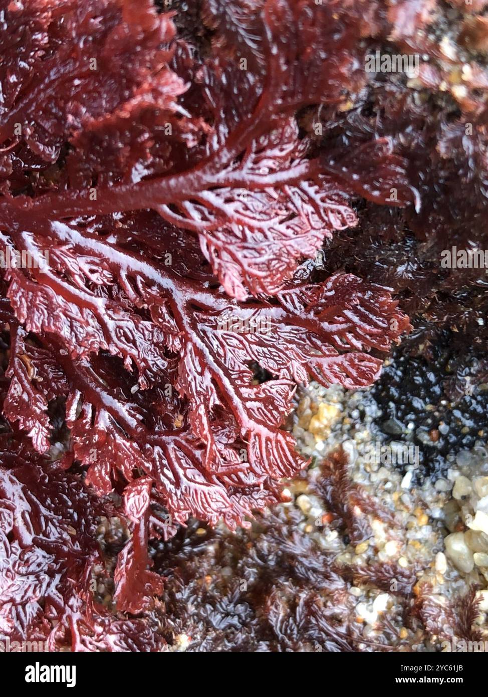 Sea Comb (Plocamium cartilagineum) Plantae Stock Photo - Alamy