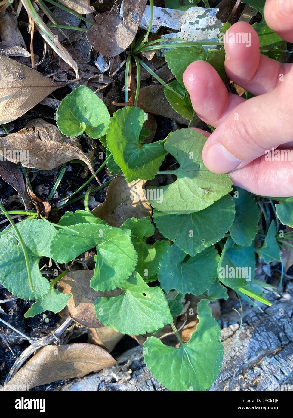 eastern American blue violets (Borealiamericanae) Plantae Stock Photo ...