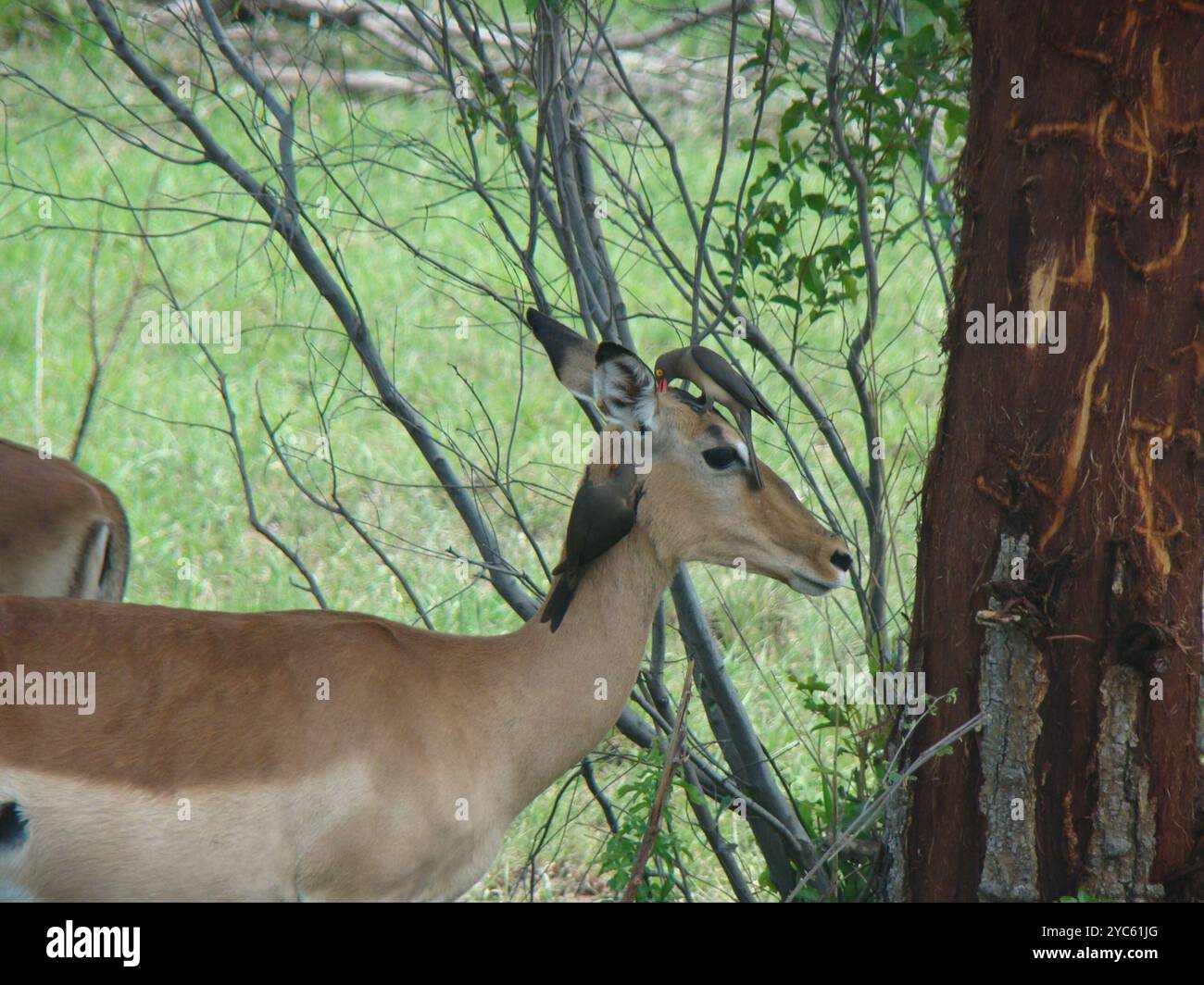 Common Impala (Aepyceros melampus melampus) Mammalia Stock Photo - Alamy