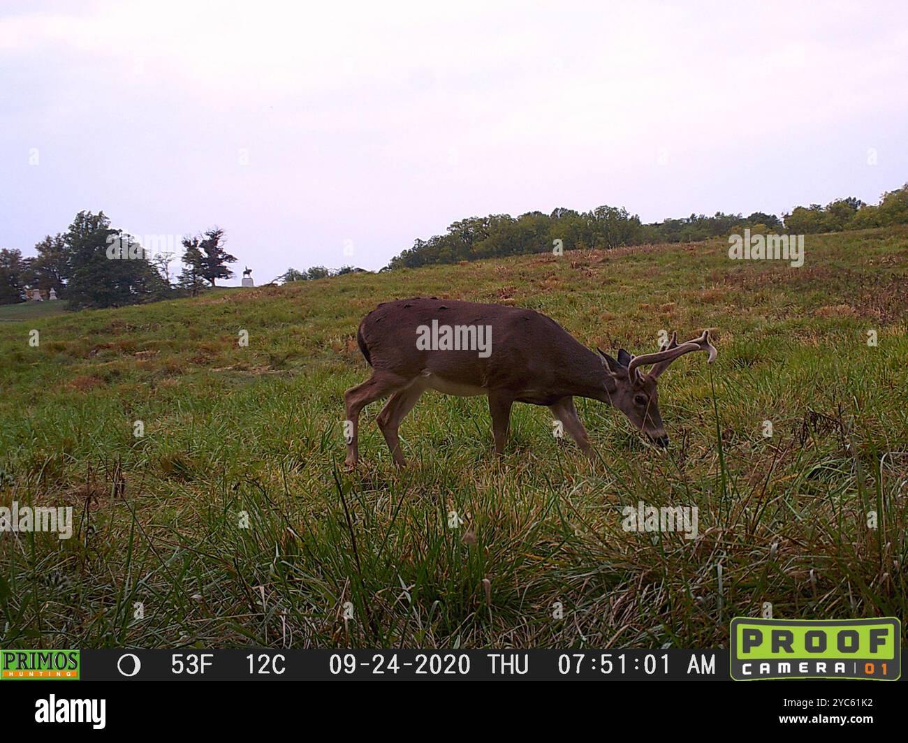 White-tailed Deer (Odocoileus virginianus) Mammalia Stock Photo - Alamy