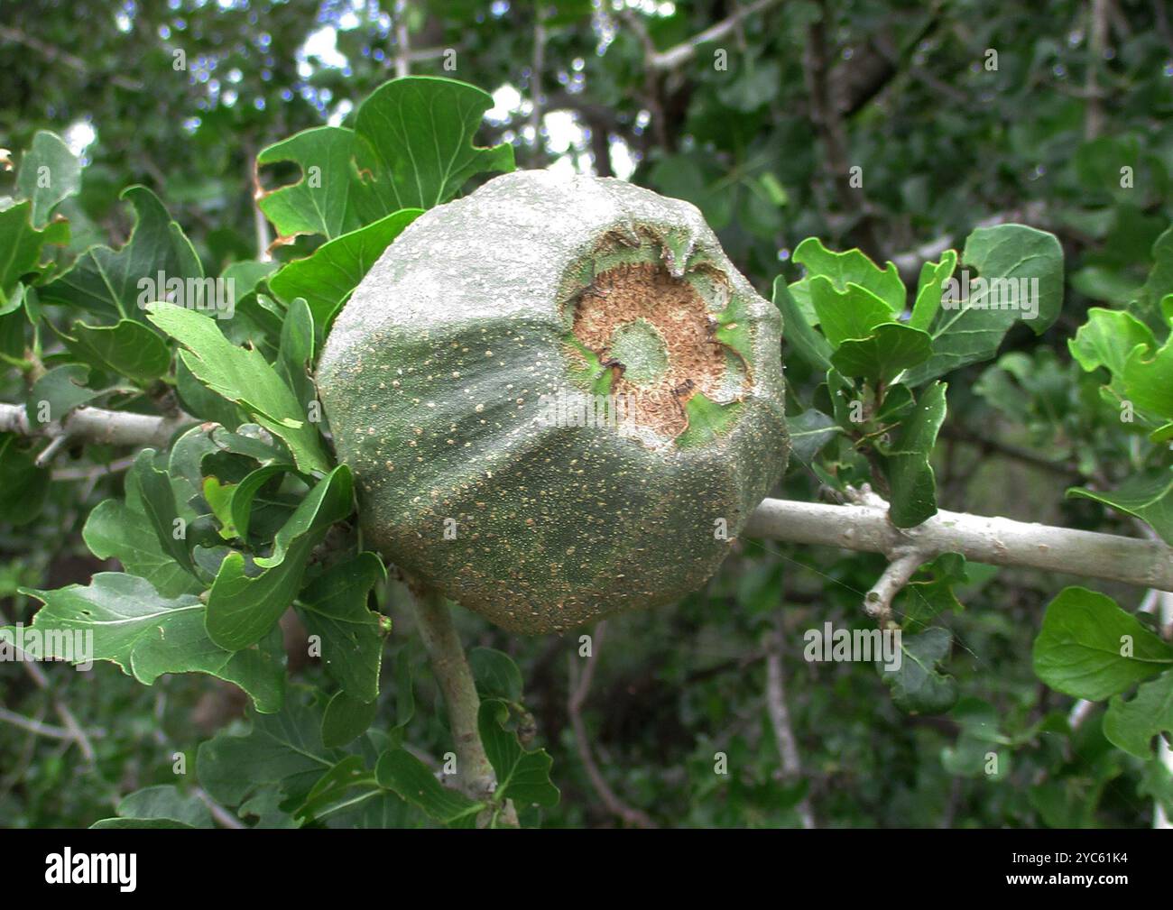 Bushveld Gardenia (Gardenia volkensii) Plantae Stock Photo - Alamy