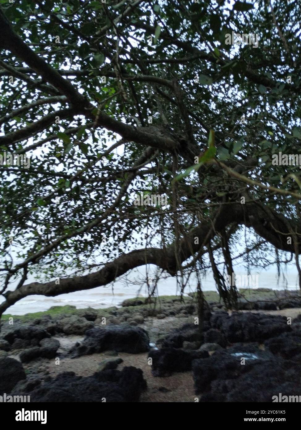 Indian banyan (Ficus benghalensis) Plantae Stock Photo - Alamy