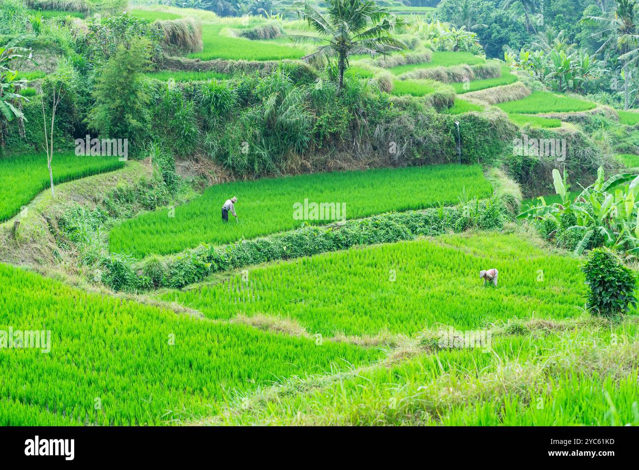 A lush green landscape featuring terraced rice fields in a tropical ...