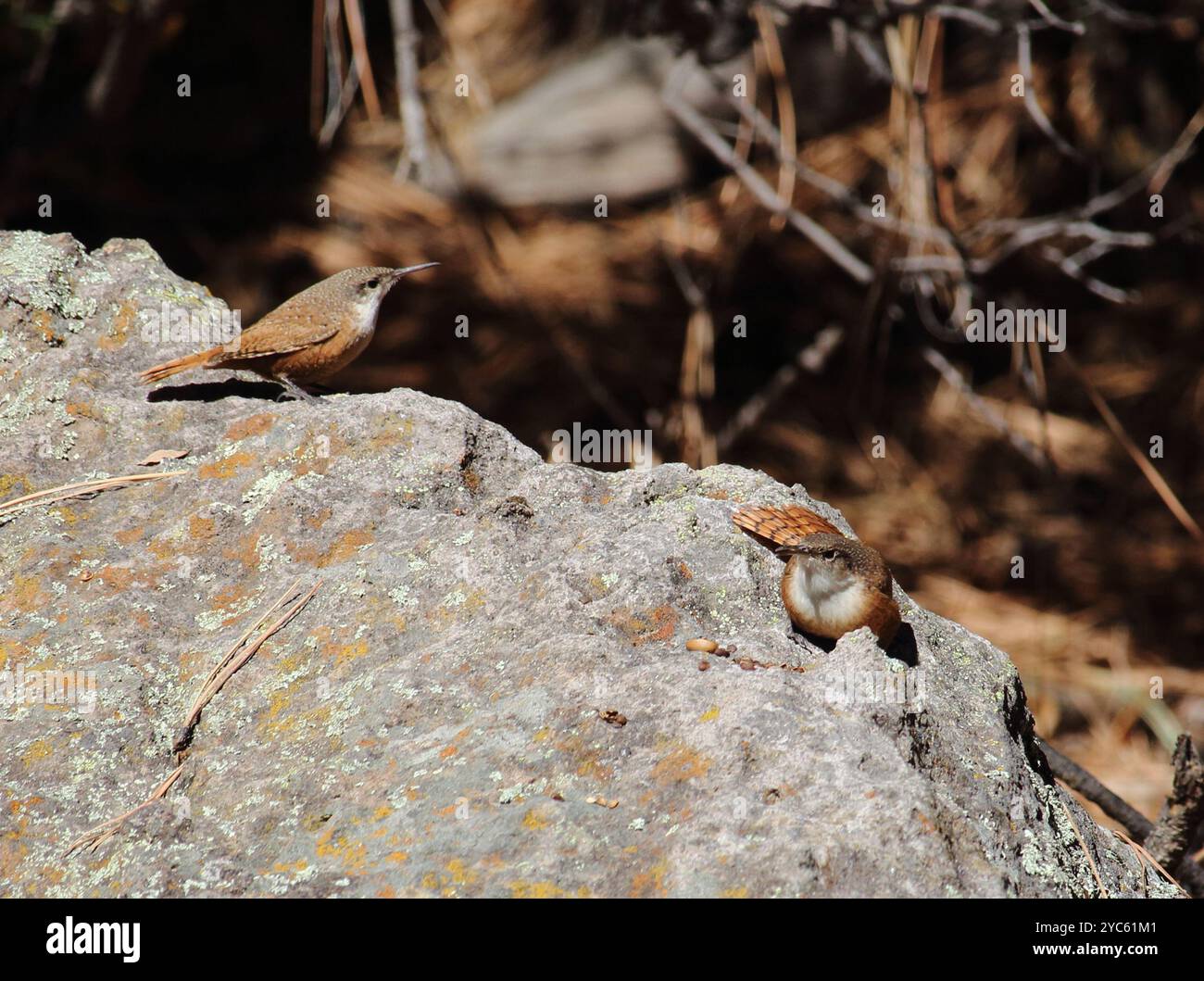 Canyon Wren (Catherpes mexicanus) Aves Stock Photo - Alamy