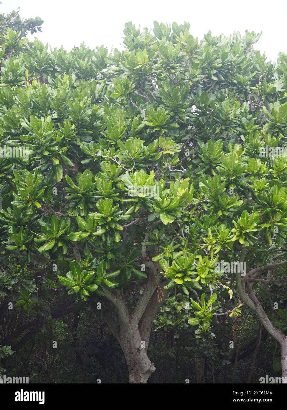 Fish Poison Tree (Barringtonia asiatica) Plantae Stock Photo - Alamy