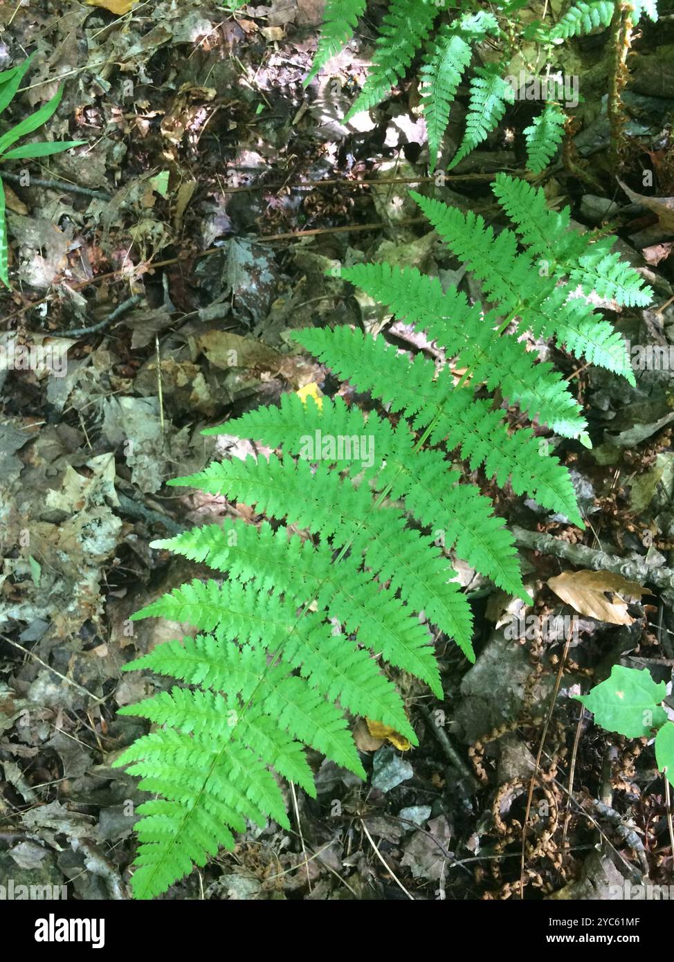 intermediate wood fern (Dryopteris intermedia) Plantae Stock Photo - Alamy