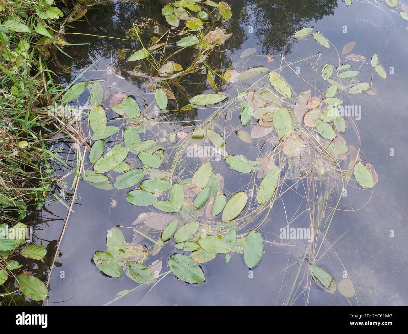 floating-leaved pondweed (Potamogeton natans) Plantae Stock Photo - Alamy