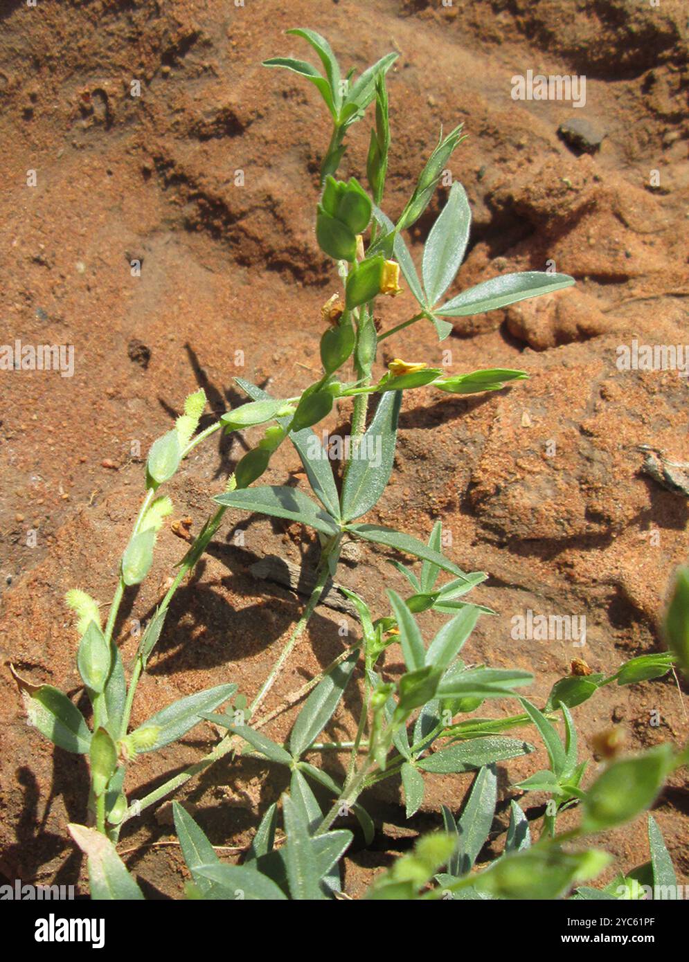 Caterpillar Beans (Zornia) Plantae Stock Photo - Alamy