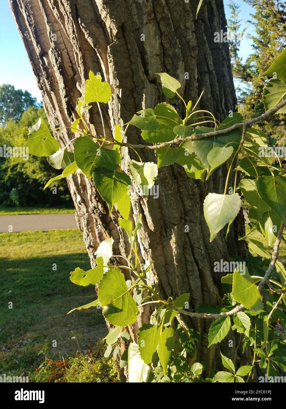 Eastern Cottonwood (Populus deltoides) Plantae Stock Photo - Alamy