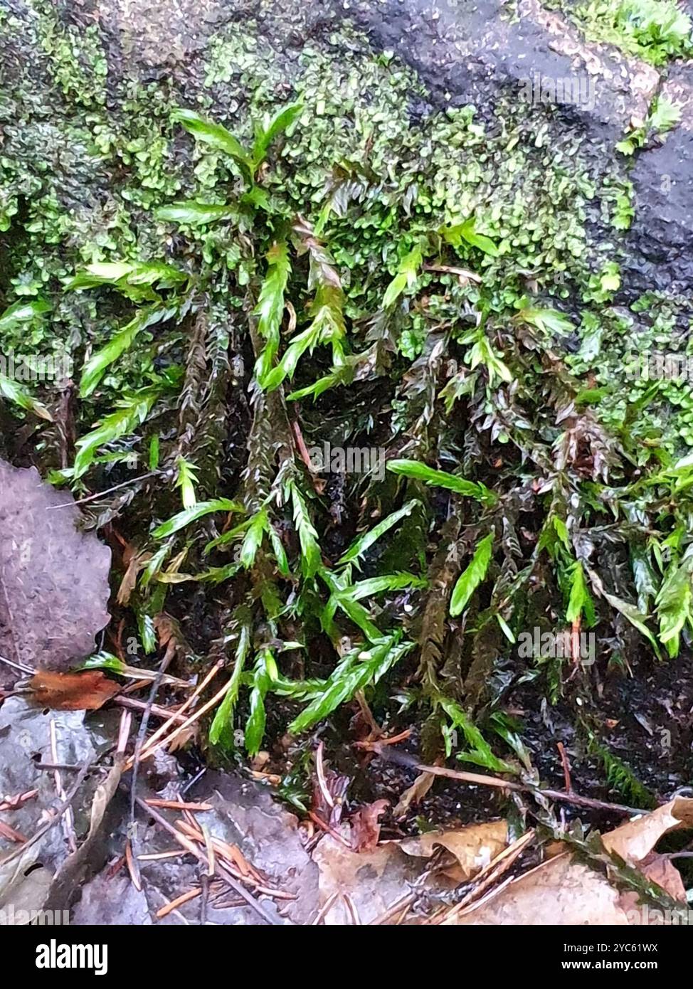 Willow Moss (Fontinalis antipyretica) Plantae Stock Photo - Alamy