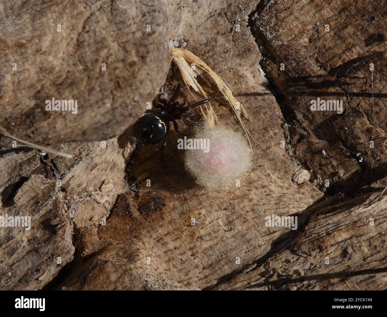 Black Cobweb Spider (Steatoda capensis) Arachnida Stock Photo - Alamy