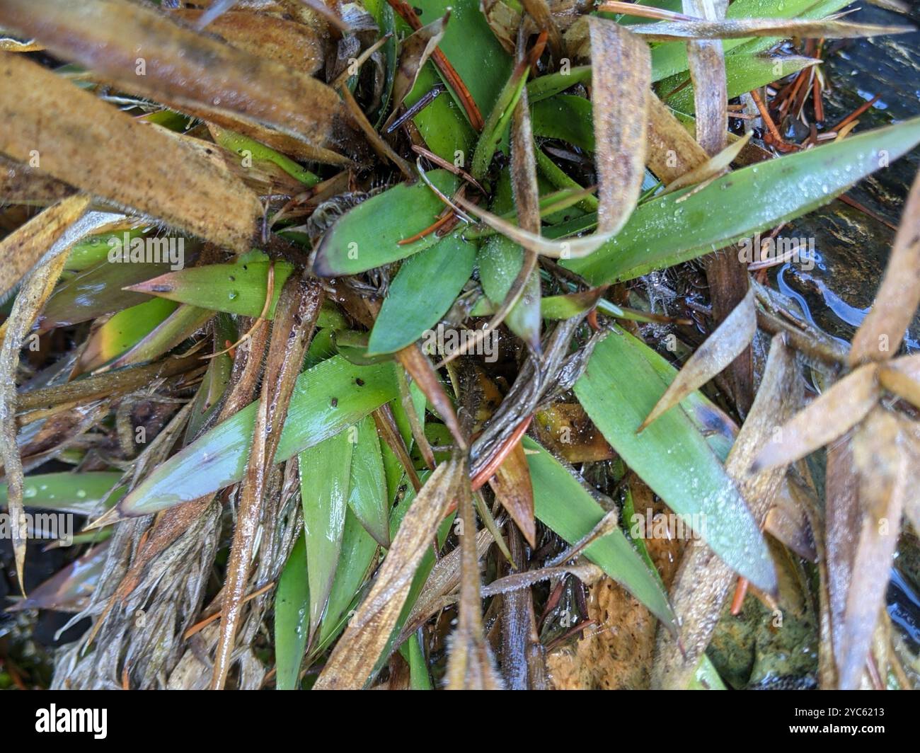 vascular plants (Tracheophyta) Plantae Stock Photo - Alamy