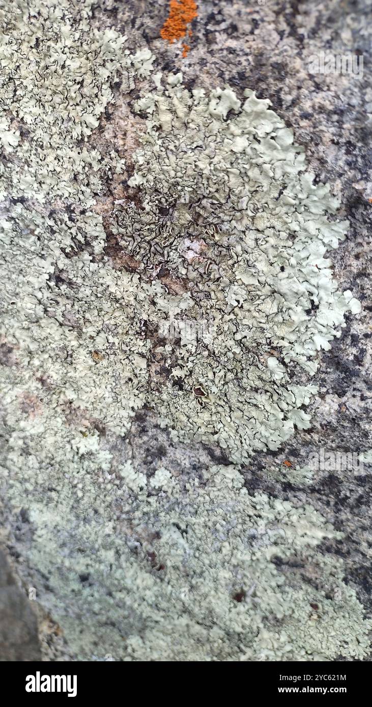 typical shield lichens (Parmelioideae) Fungi Stock Photo - Alamy