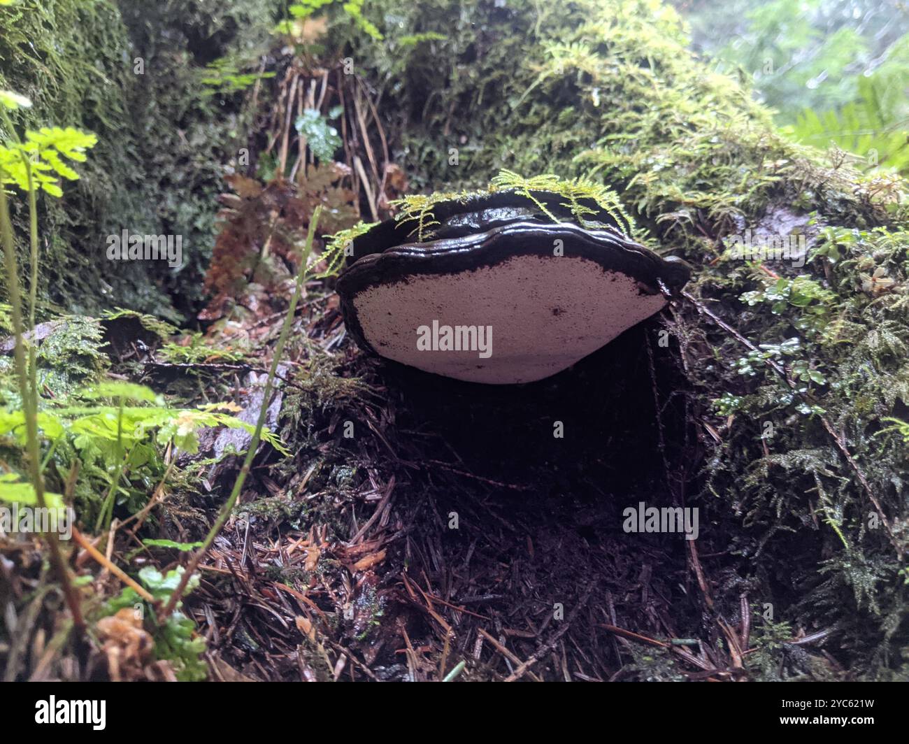 West Coast Reishi (Ganoderma oregonense) Fungi Stock Photo - Alamy