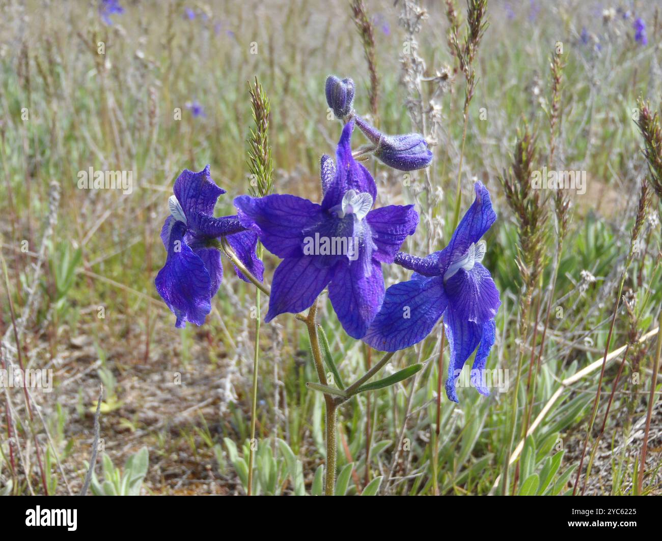 Low Larkspur (Delphinium bicolor) Plantae Stock Photo - Alamy