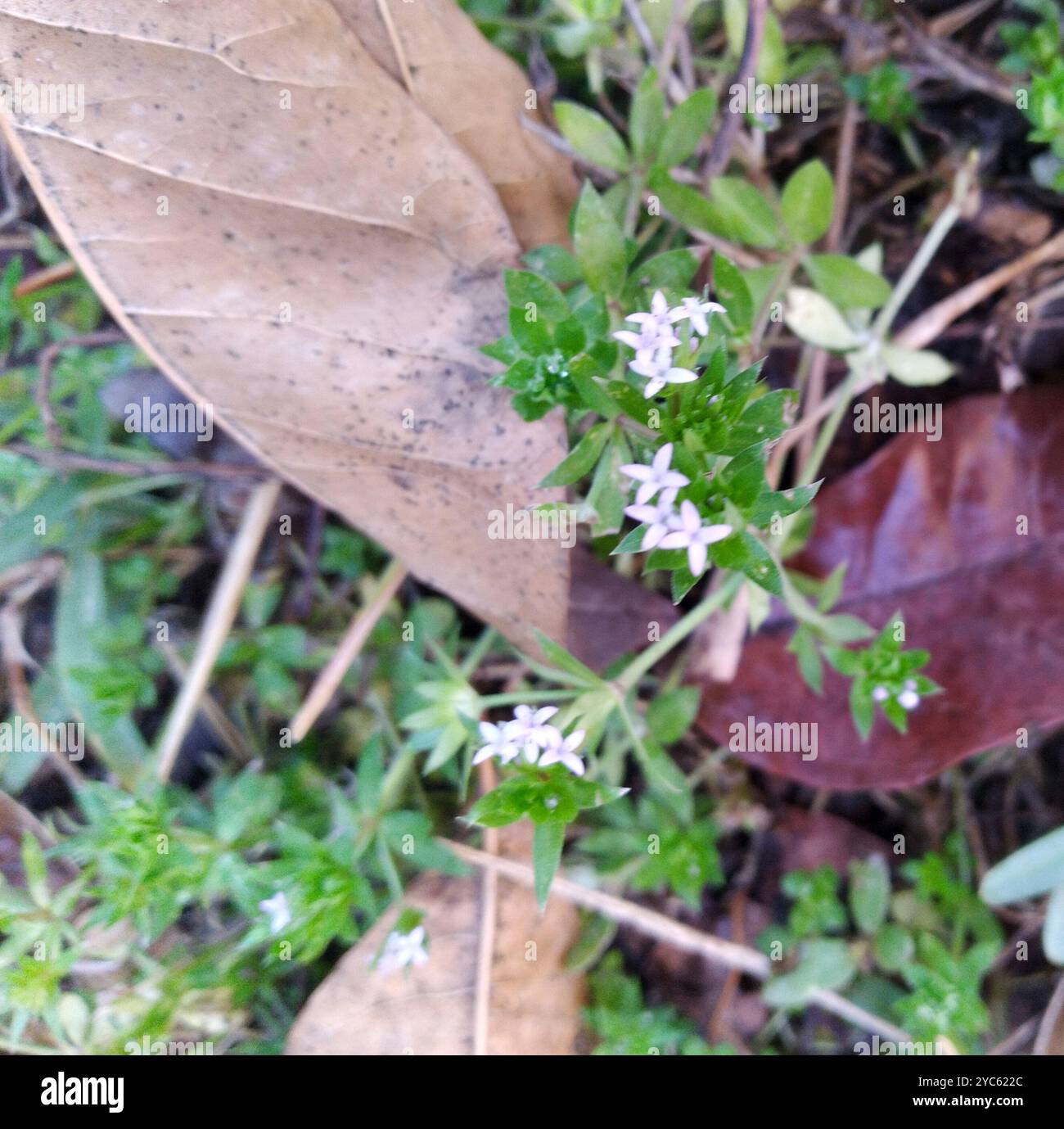 Field madder (Sherardia arvensis) Plantae Stock Photo - Alamy