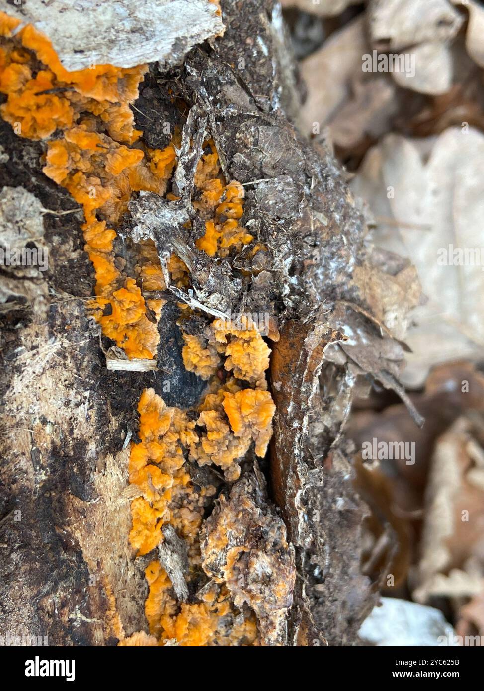 Wrinkled Crust (Phlebia radiata) Fungi Stock Photo - Alamy
