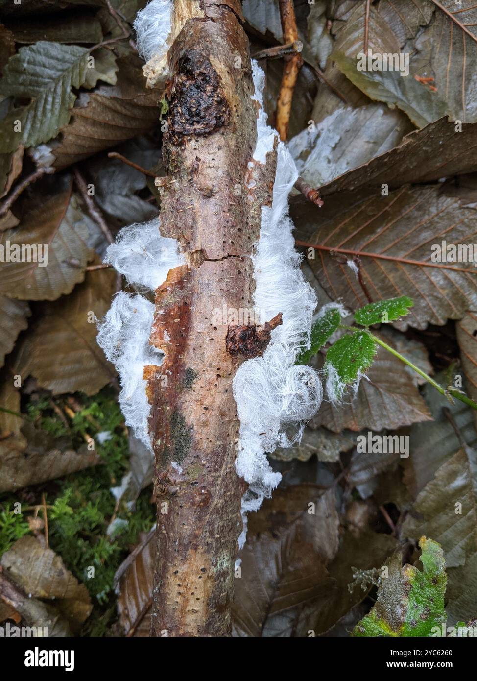 Hair Ice (Exidiopsis effusa) Fungi Stock Photo - Alamy