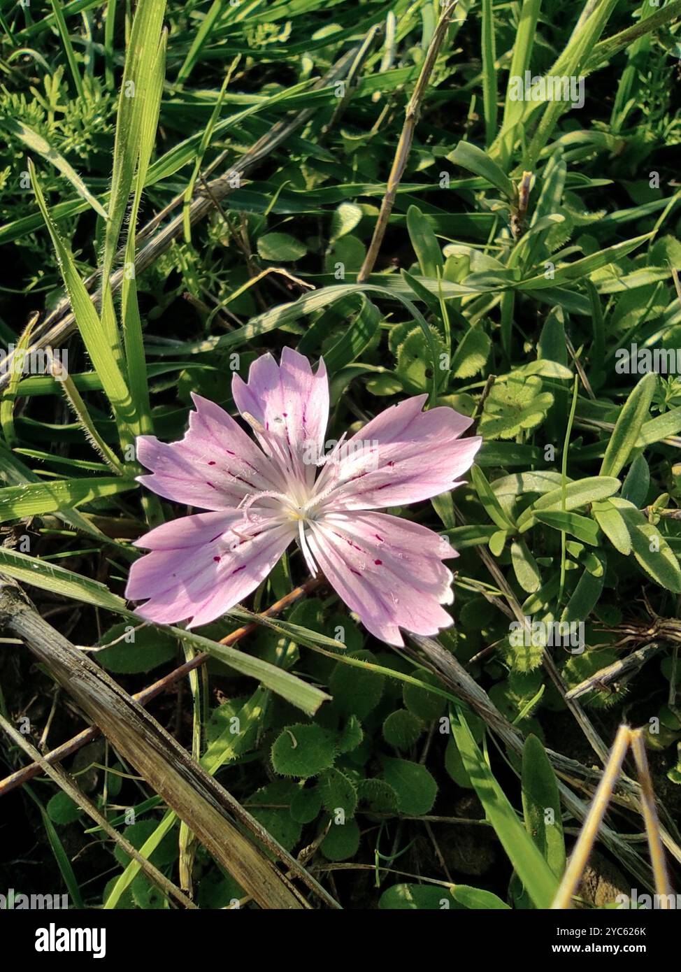Dianthus strictus hi-res stock photography and images - Alamy