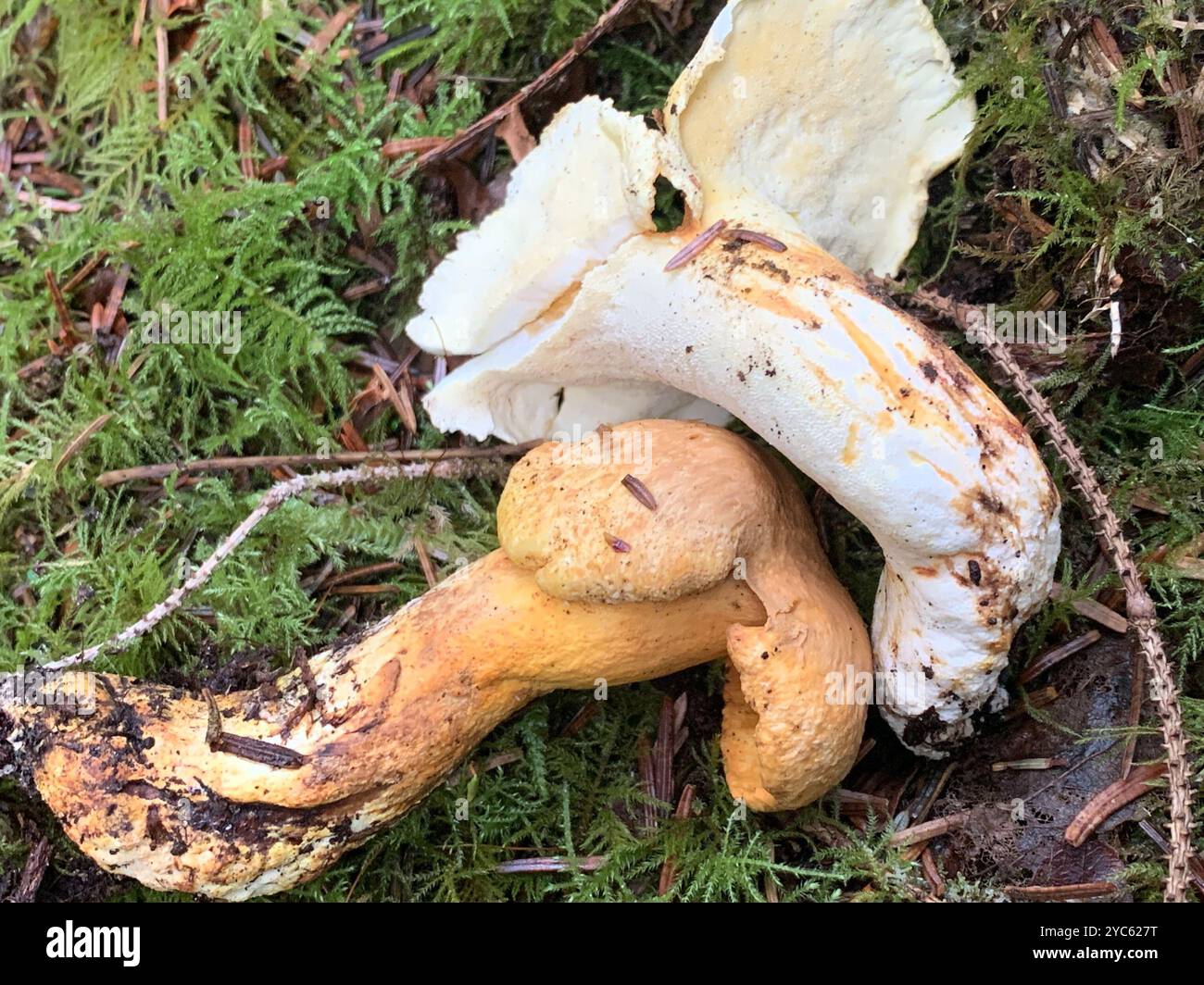 (Albatrellus avellaneus) Fungi Stock Photo - Alamy