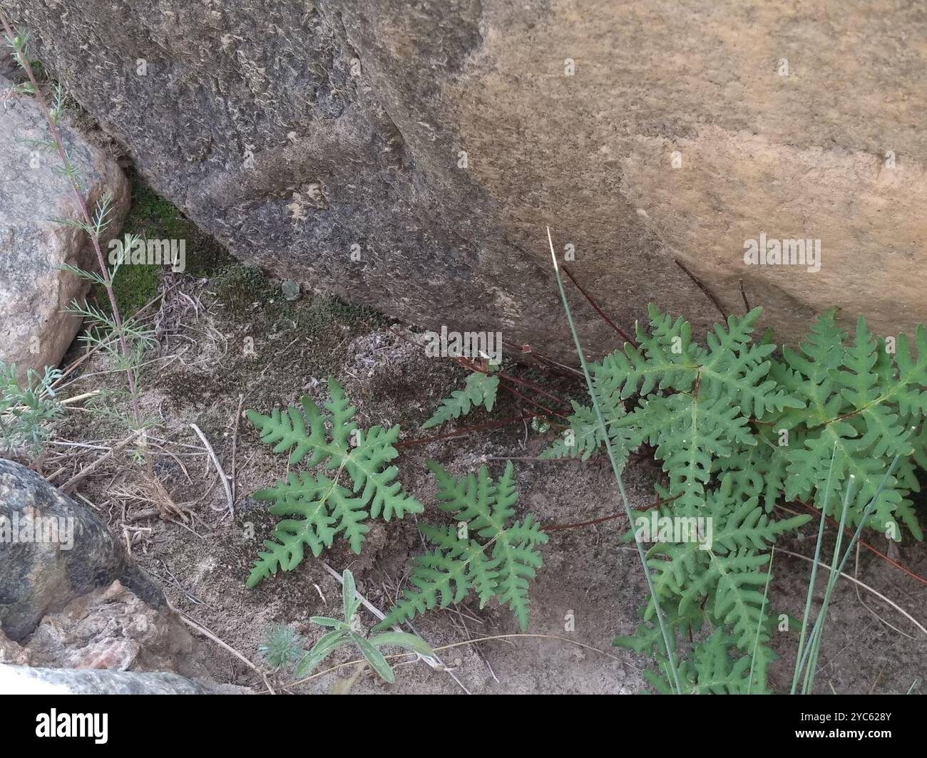Silver cloak fern (Aleuritopteris argentea) Plantae Stock Photo - Alamy